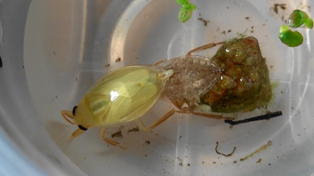 Emergence of ferocious water bug (8x speed) - YouTube