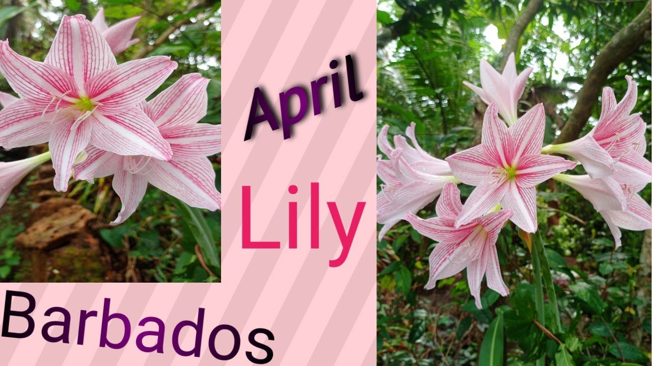 April Lily/Barbados Lily Flower||SimplyYTchannel|| - YouTube
