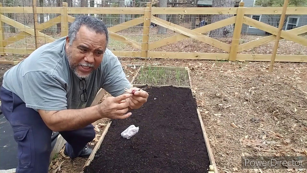 Chilling and planting red onion bulbs - YouTube