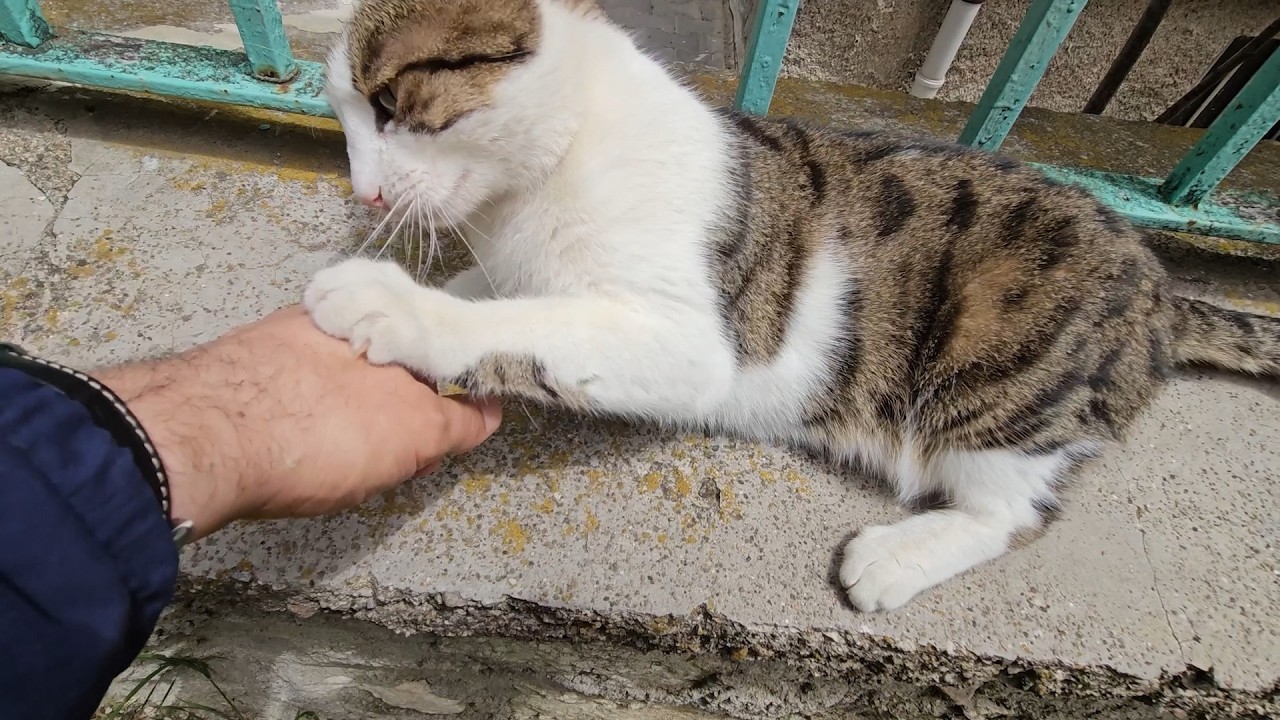 Stray Cat Pushing My Hand Away - YouTube