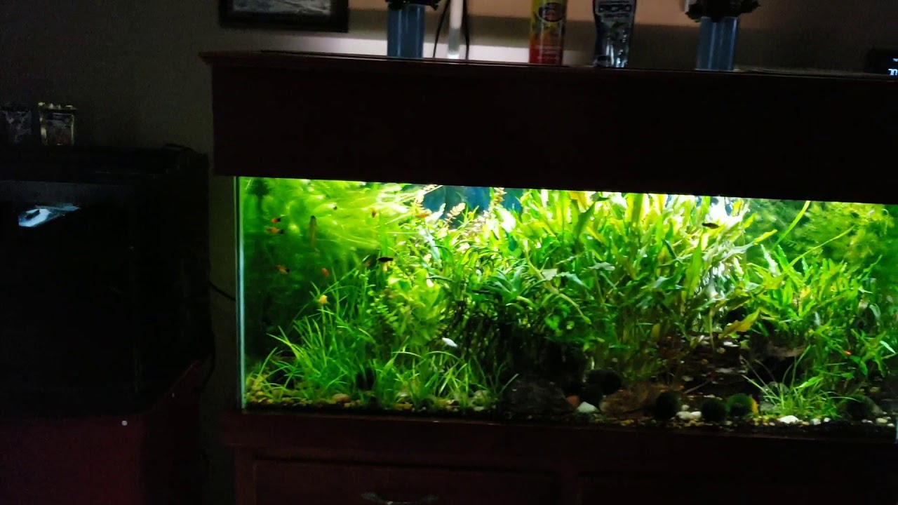 Fluval 3.0 planted Tank Light| Is this light worth the money - YouTube