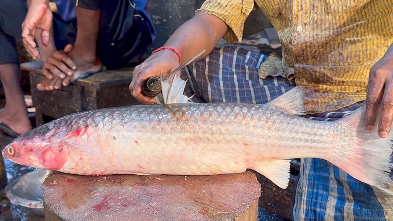 Amazing Big Batta Fish Cutting Skills Live || Fish Cutting Skills ...