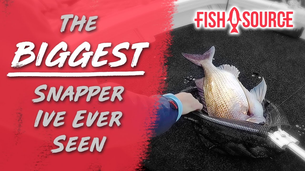 The Biggest Snapper I've ever seen! - YouTube