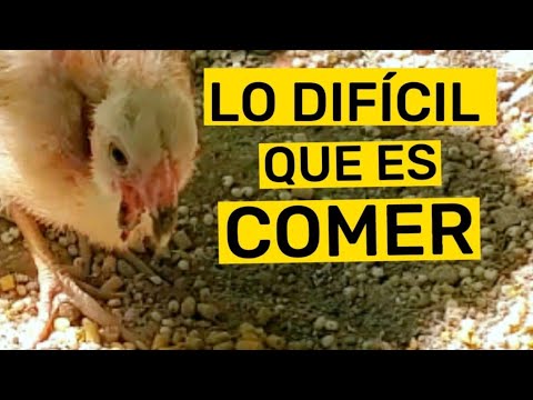 SE LE DIFICULTA COMER - LAS AVENTURAS DE "PICO LOCO" - YouTube
