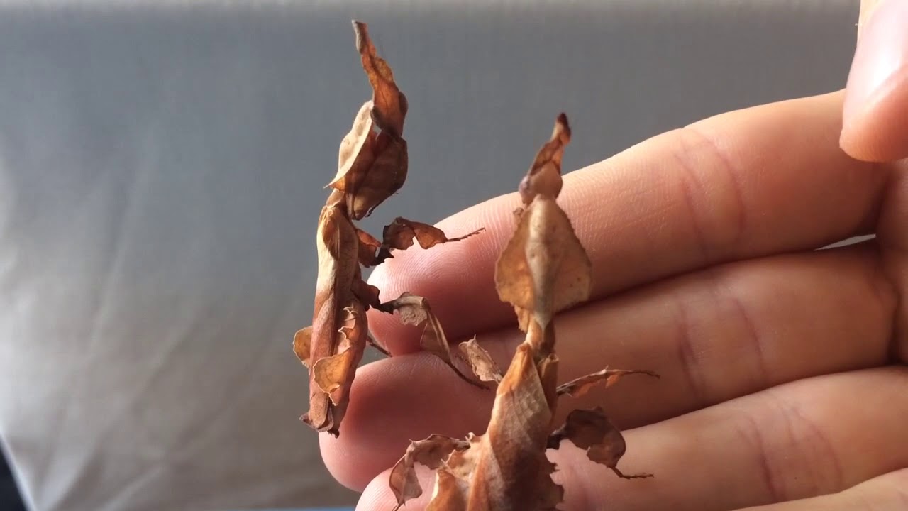 Two female ghost mantis - YouTube