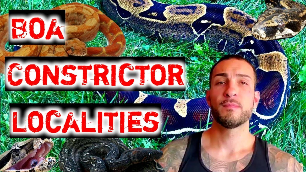 Boa Constrictor Localities with Many Examples and A MASSIVE BCC - YouTube