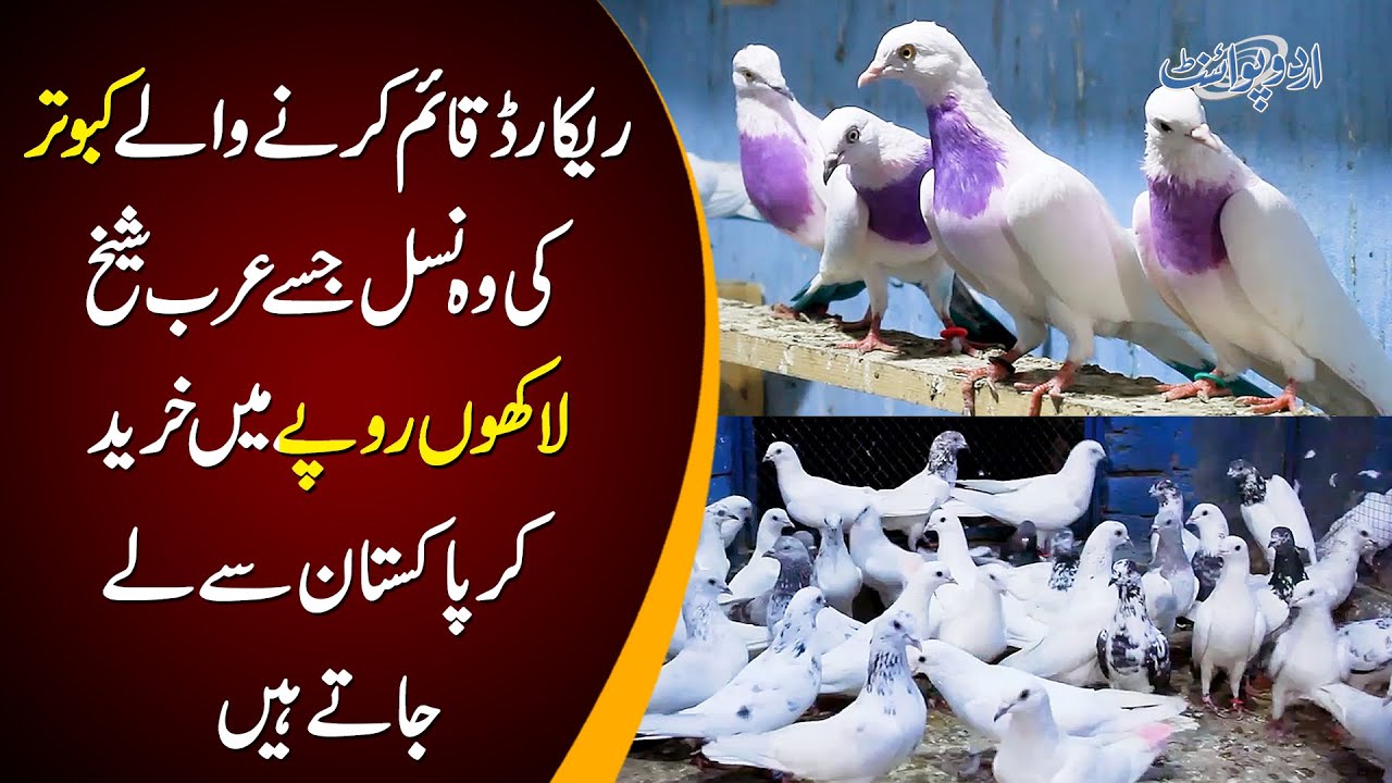 Famous Kabootar Baz From Khanewal | Watch How Many Types Of Pigeons He Has - YouTube