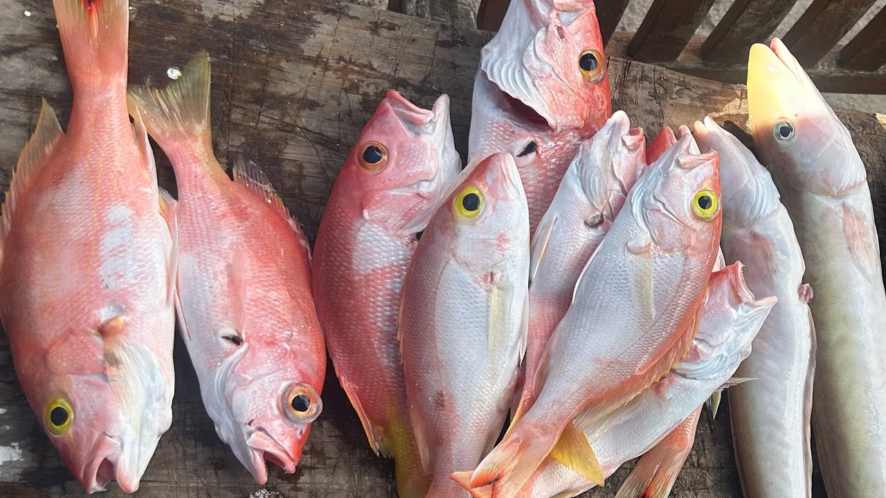Yellow-Eye Snapper Deep Sea Fishing - YouTube