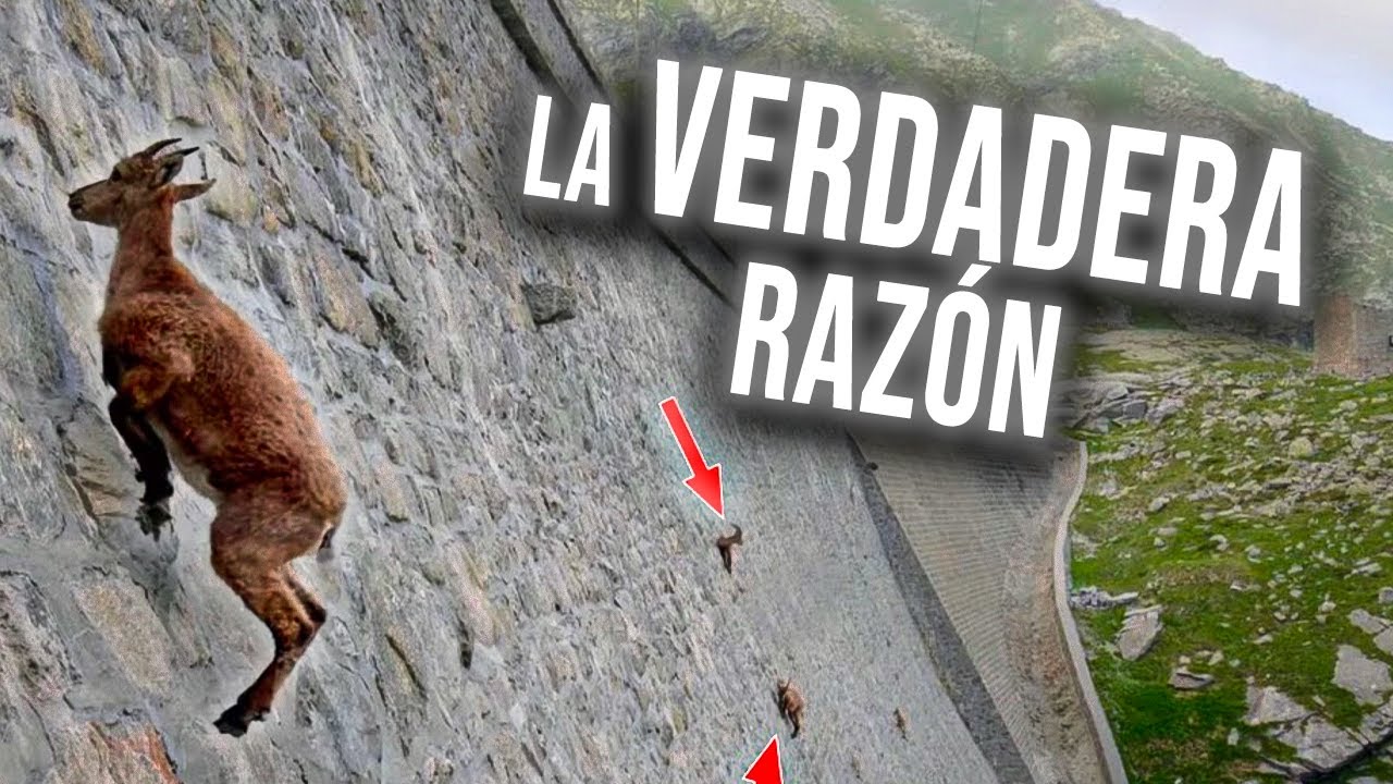 ESTO es por lo que ESCALAN las CABRAS de Montaña y CÓMO lo hacen - YouTube
