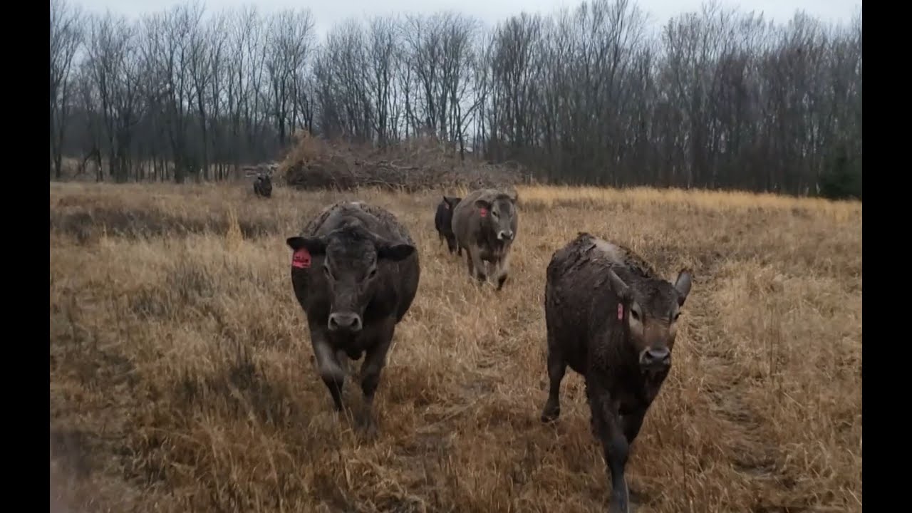 Here come the cows! Our first Braunvieh cows arrive today. - YouTube
