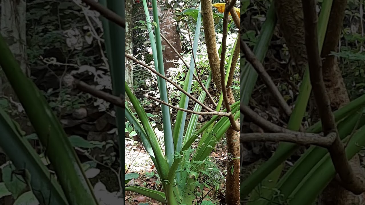 Chembu(Taro - Plant) - YouTube