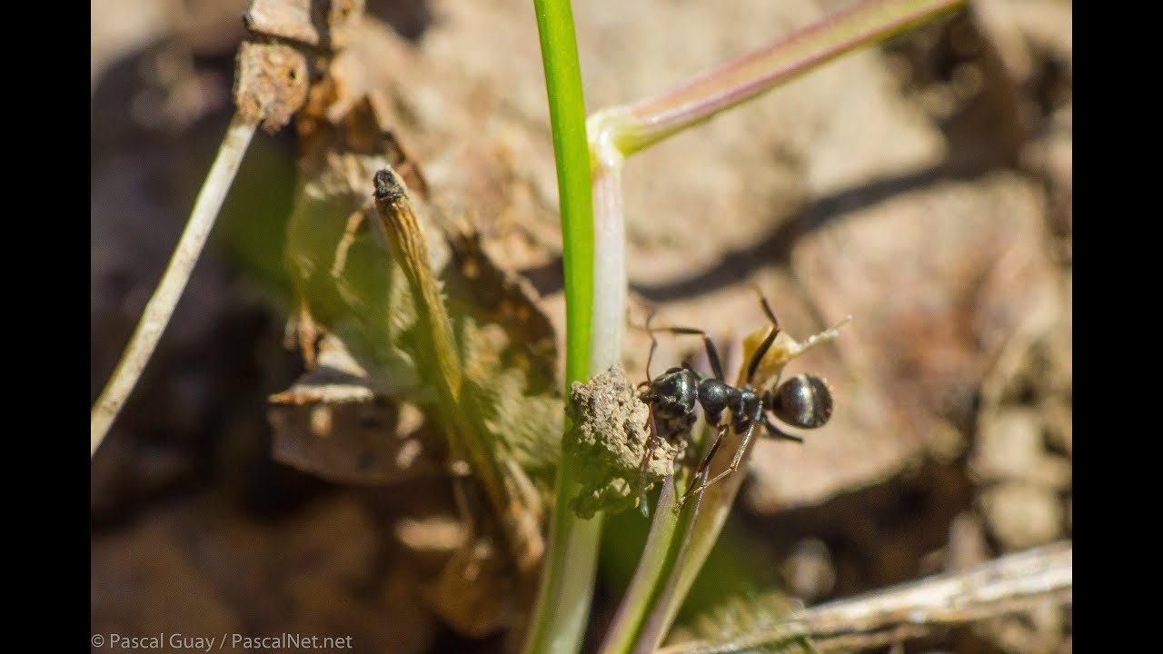 Ants Awakening April 12th, 2015, Montreal, Quebec - YouTube
