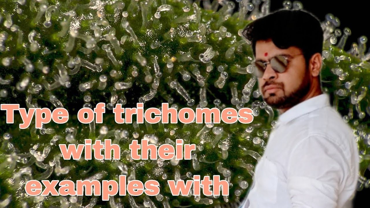 Types of trichomes with examples with tricks - YouTube
