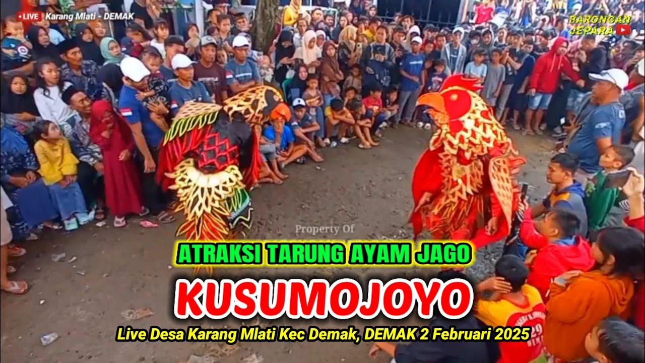 Atraksi tarung Ayam Jago Feat Kuncung | KUSUMOJOYO Live Desa Platar ...