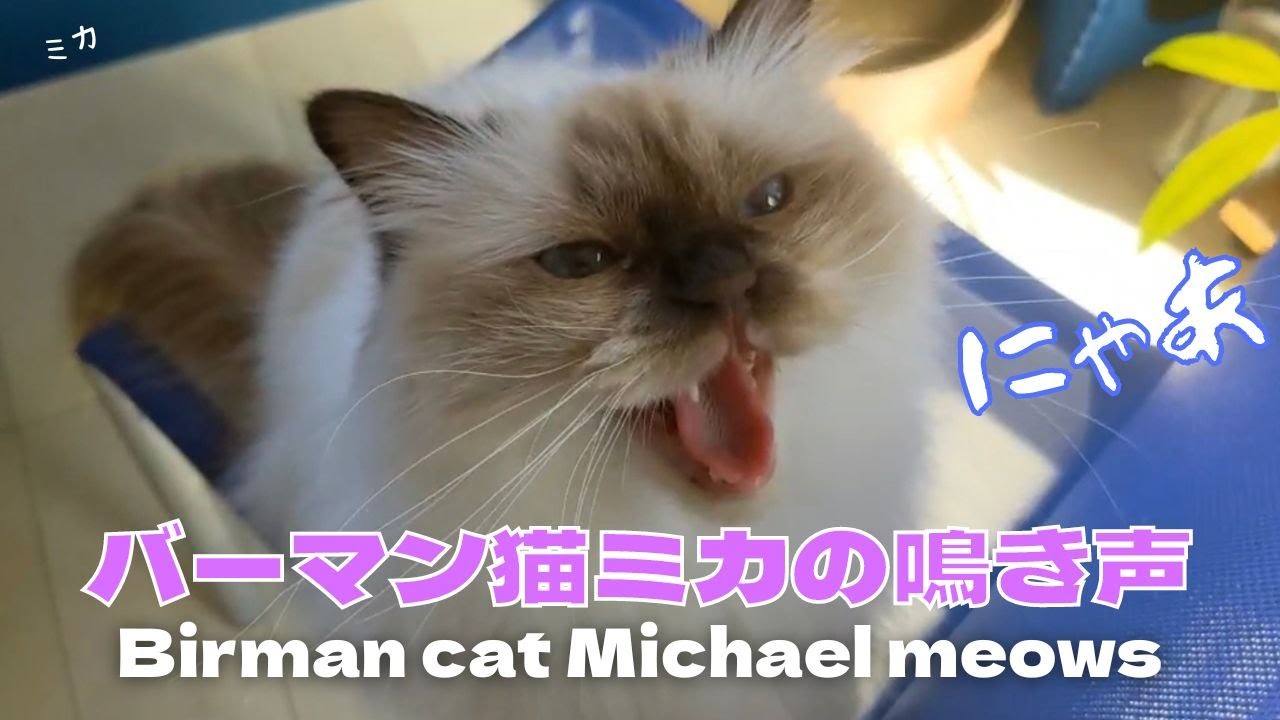 強気な顔つきだけど、かわいい声【バーマン猫ミカの鳴き声】Birman cat Michael meows（バーマン猫）Birman/Cat ...