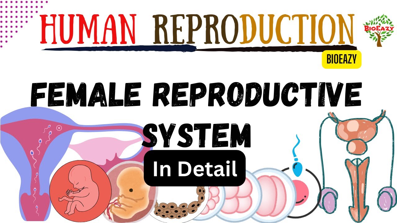 Human reproduction | Female reproductive system | ovary | fallopian ...