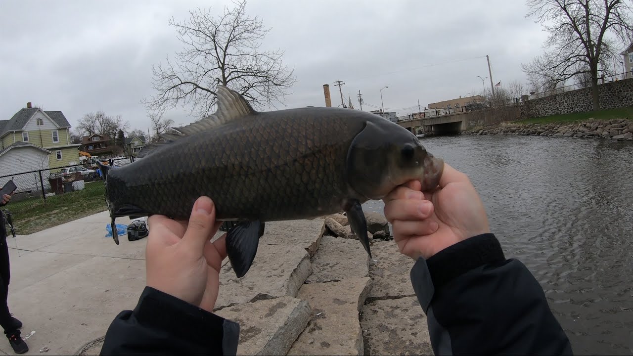 Carp fishing at Beaver Dam WI - YouTube