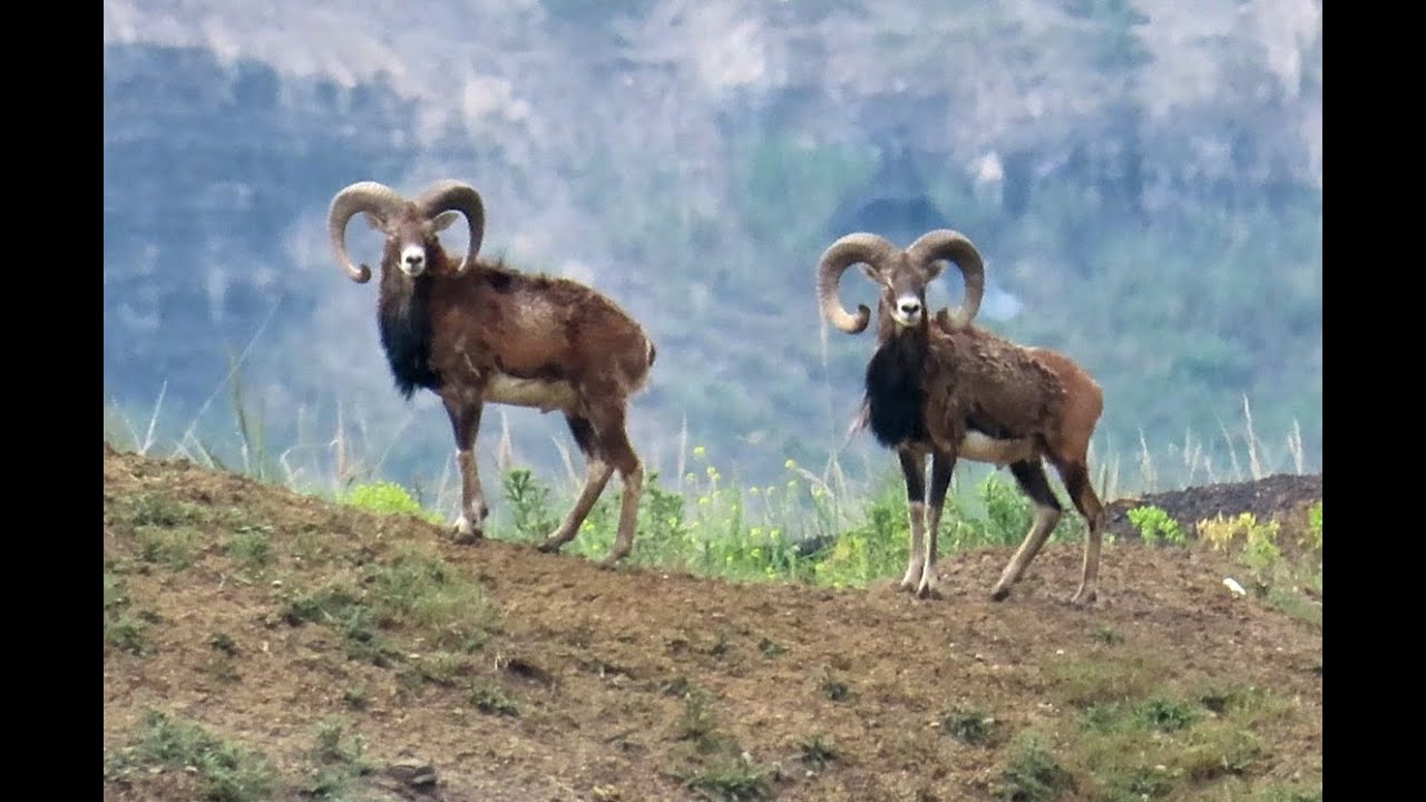 1051. Muflon evropský, European mouflon, Europäischer Mufflon ...