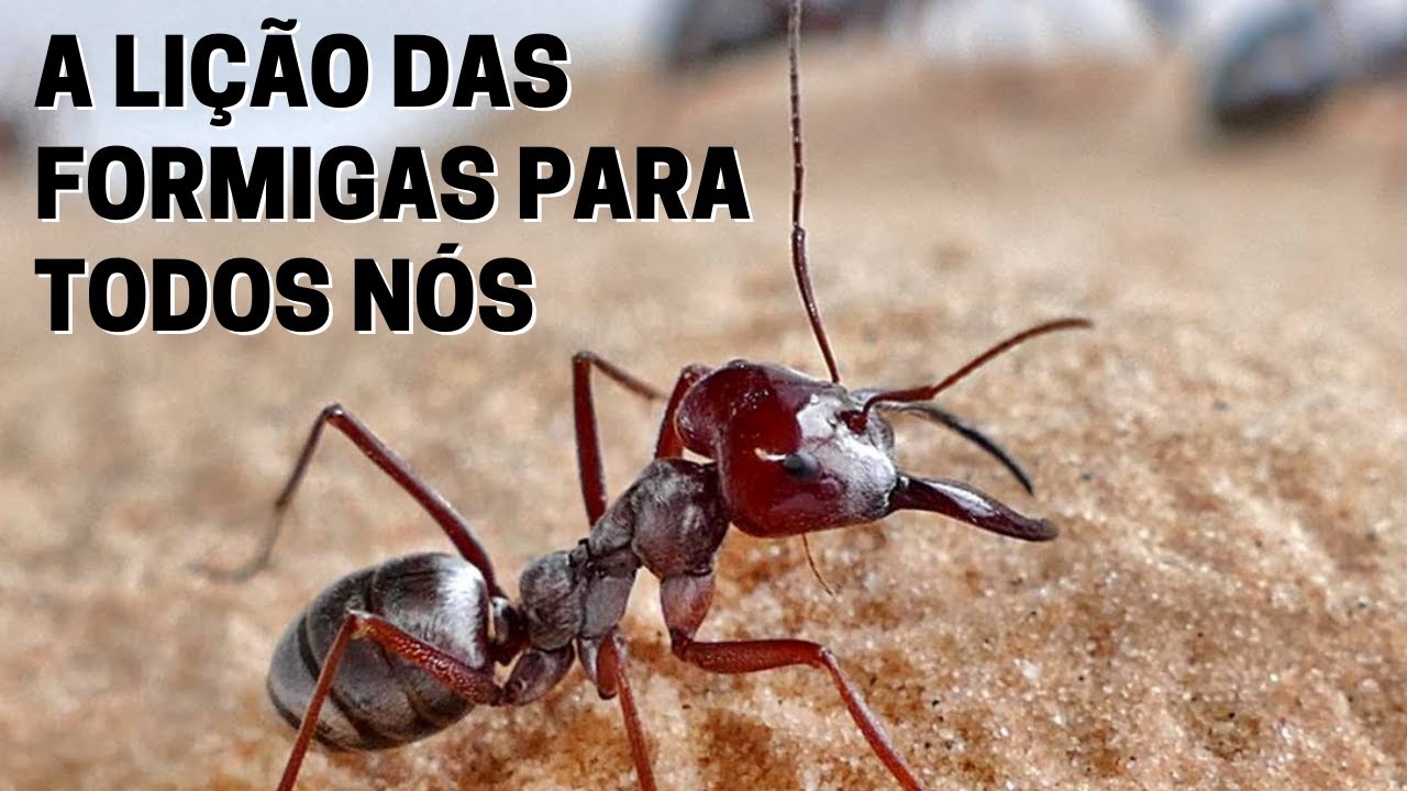 A lição de beleza da Criação e profundidade Teológica tiradas das ...