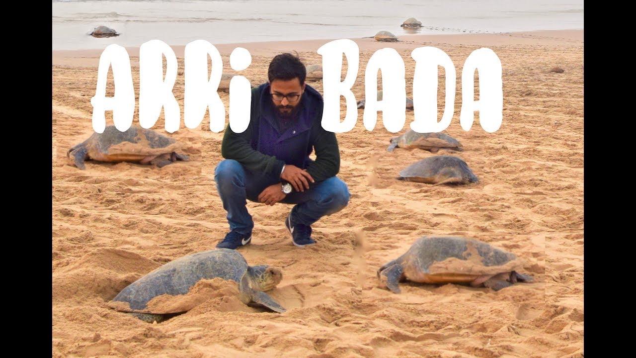 The Dancing Olive Ridley Turtles of Odisha - Arribada at Rushikulya ...