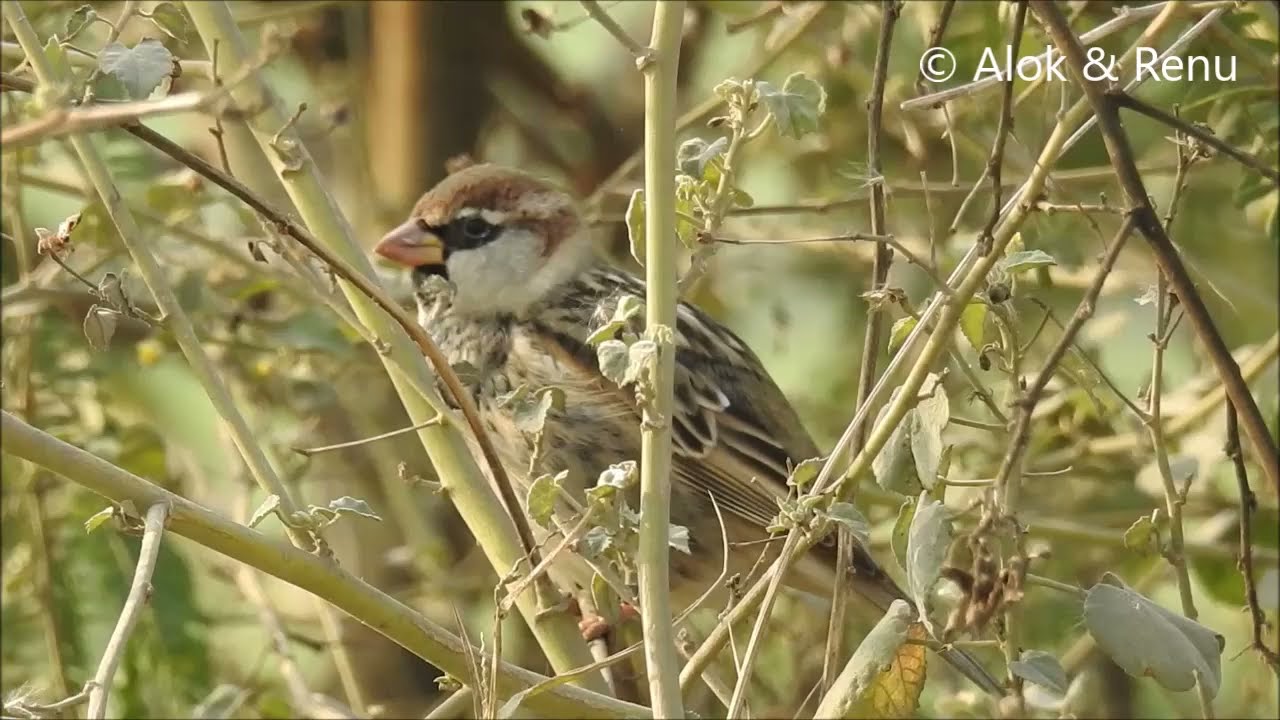 Spanish Sparrow in India : Amazing Wildlife of India by Renu Tewari and ...
