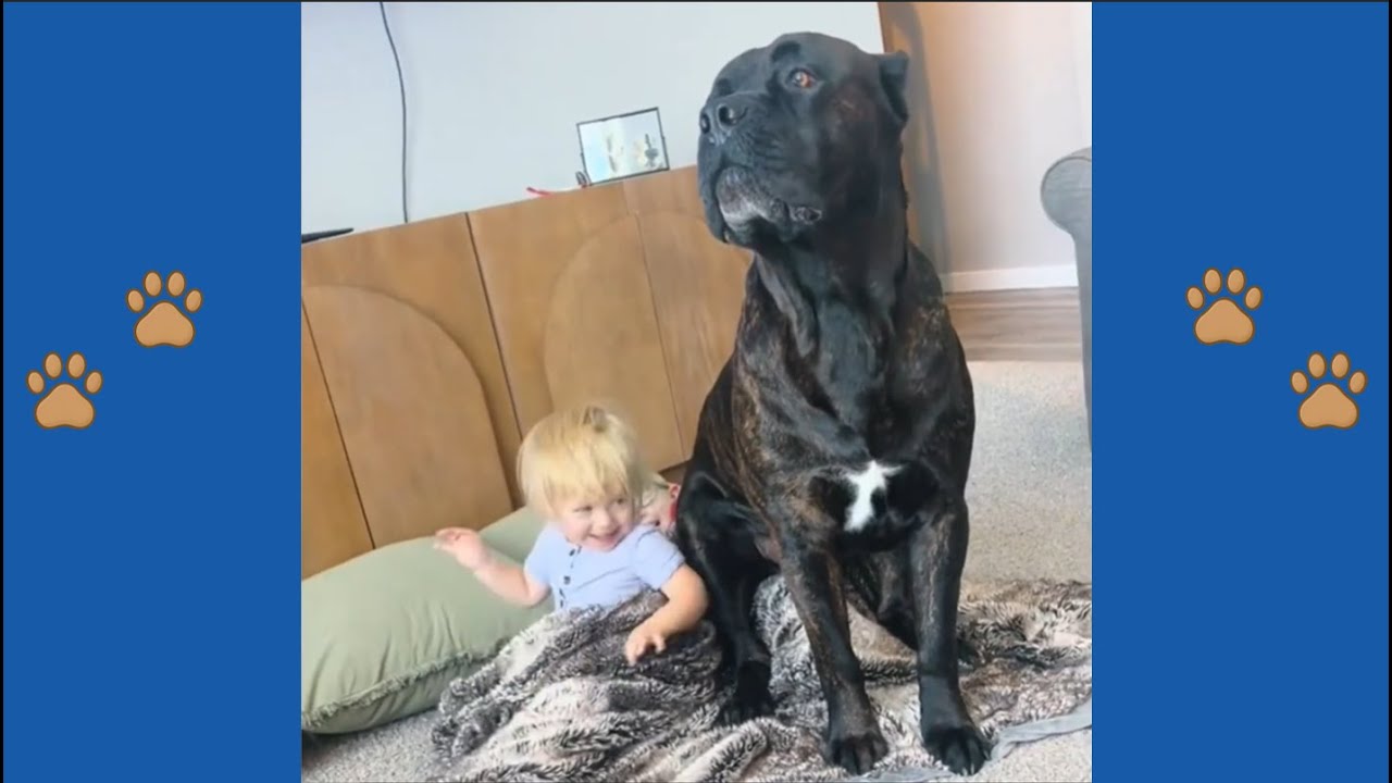 We Adopted Max 180 Pound Giant Dog's Bond with Baby Will Make You Cry ...
