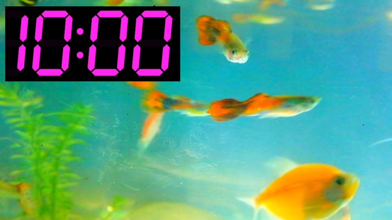 10 Minute Timer with Fish and Relaxing Music | Aquarium Countdown timer ...