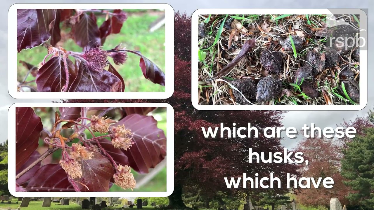 Why Your Copper Beech Tree is Green & How to Restore Its Color ...