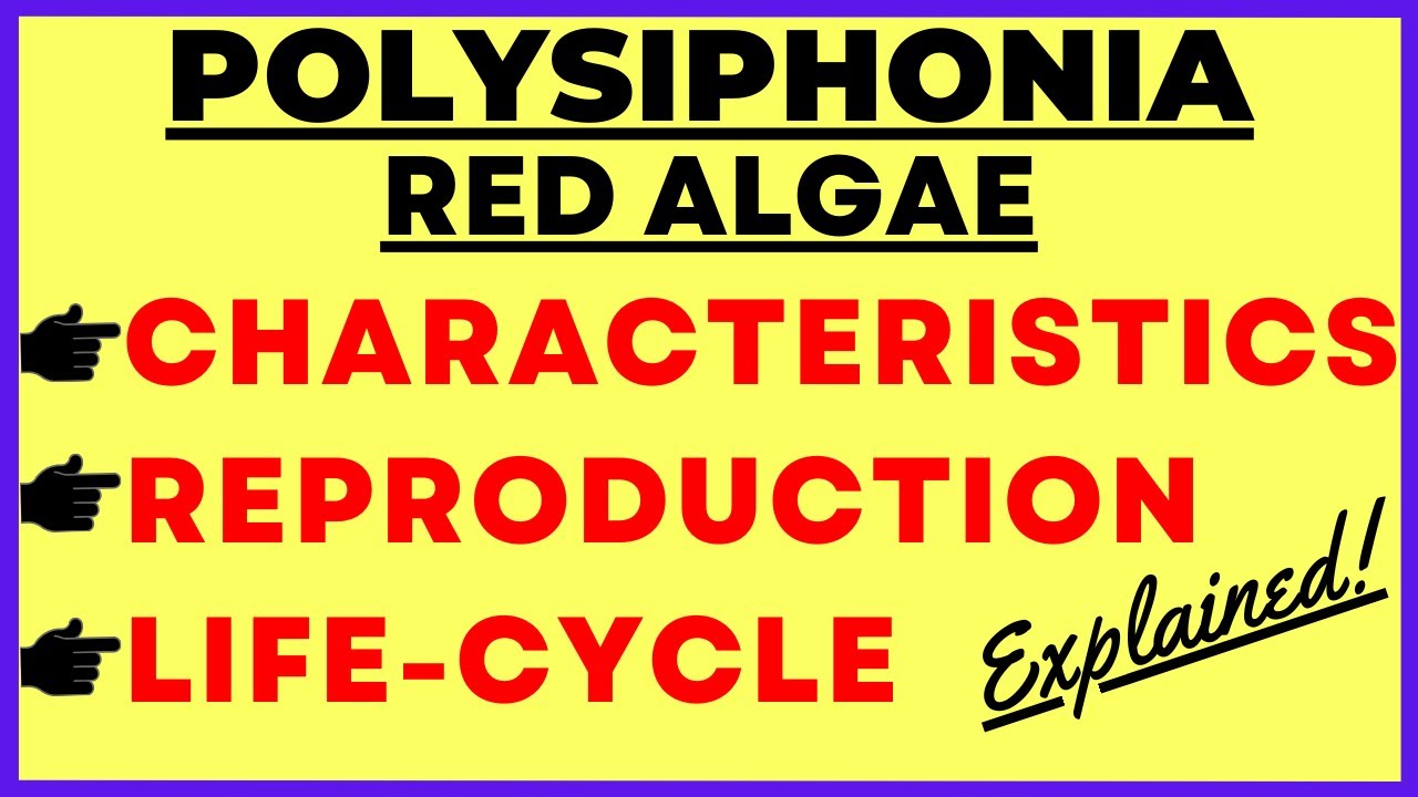 Red Algae Polysiphonia Life Cycle |Structure, Characteristics ...