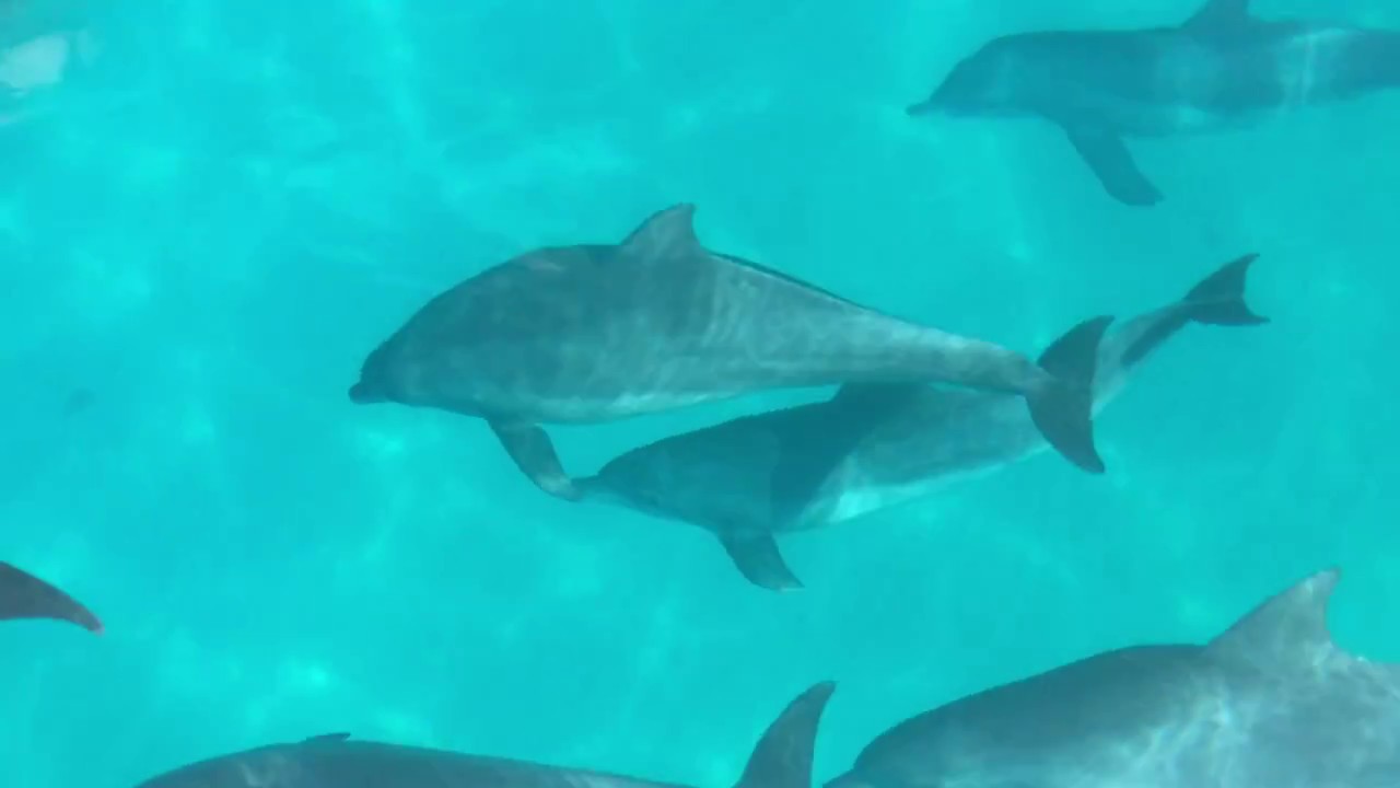 Safe Wild Dolphin Watching Watamu Kenya - YouTube