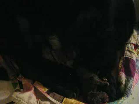 Black Lab Giving Birth to a Chocolate Lab Puppy - YouTube