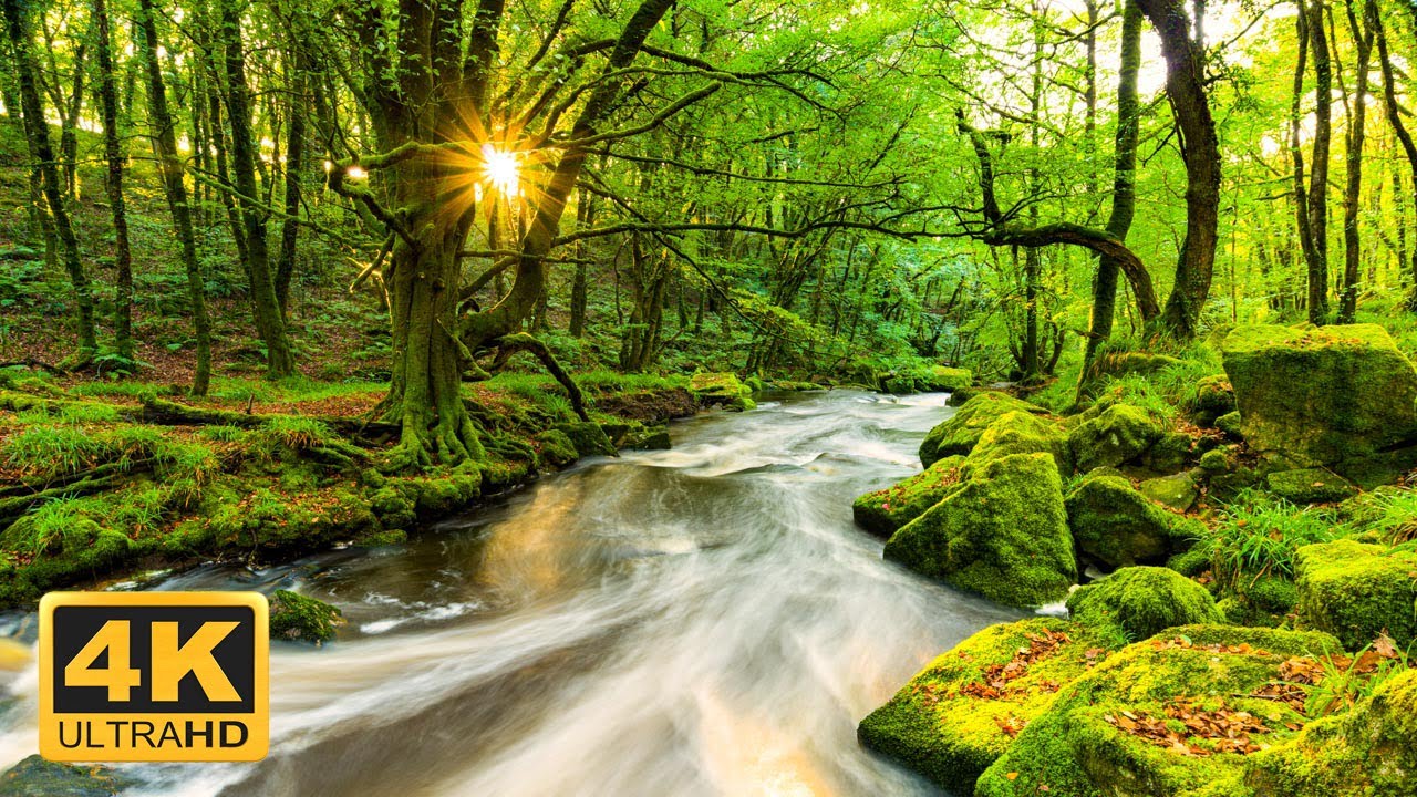 🌿 Nature Forest 🌿 4K Nature scenery, Beautiful Relaxing Music • Our ...