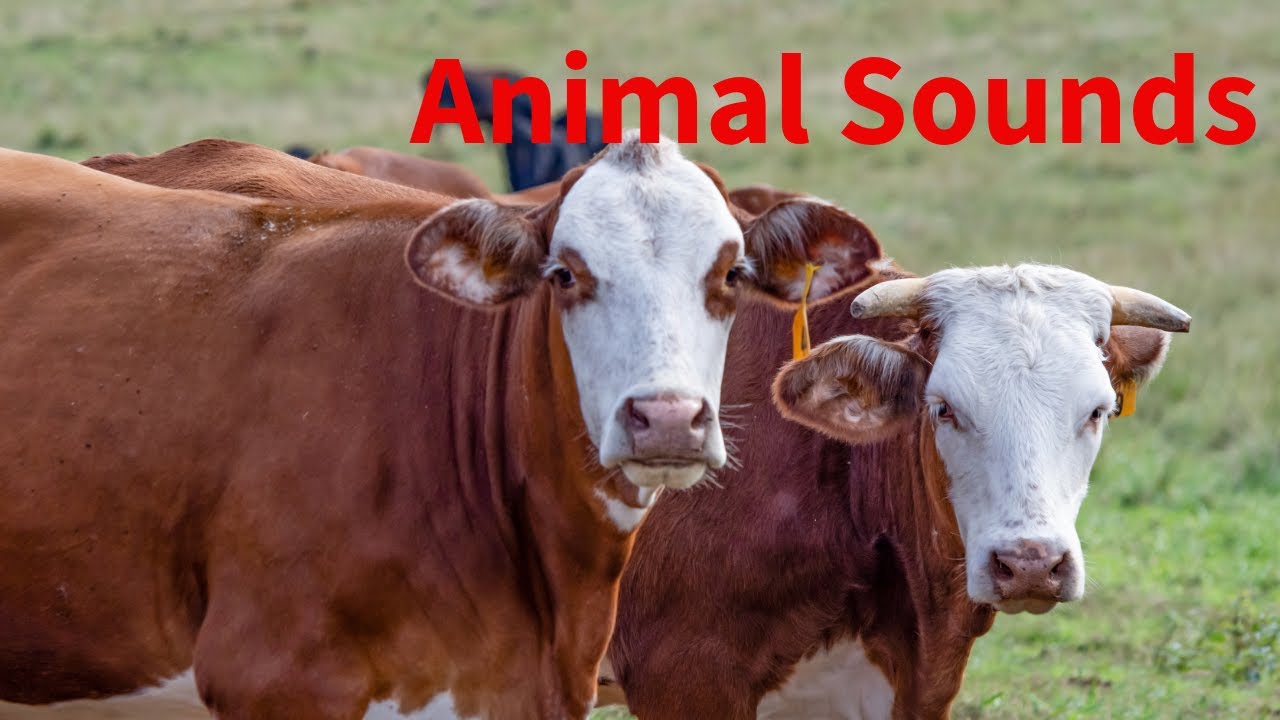 Animal sounds for Children (12 amazing animals) - YouTube