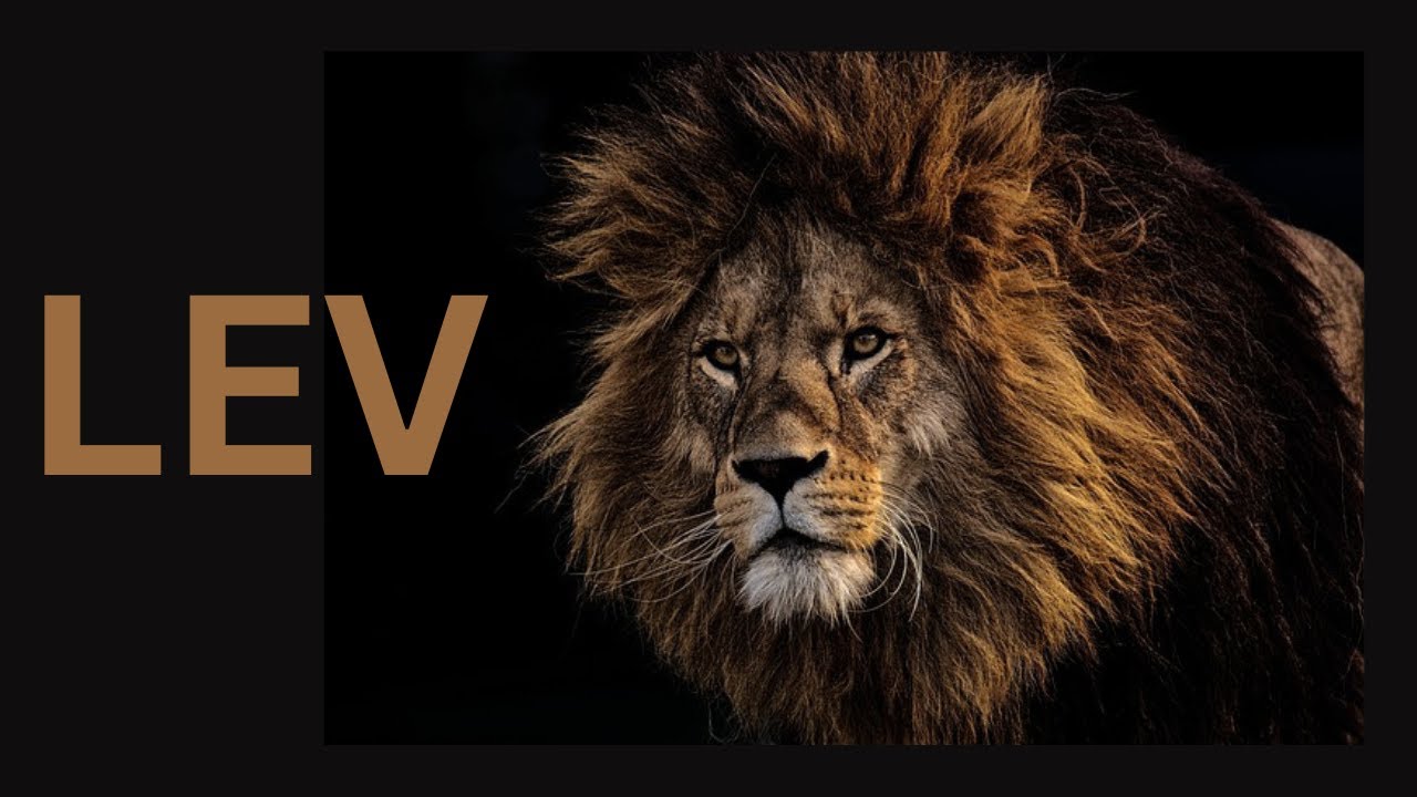 LEV - všetko čo potrebuješ vedieť v skratke o levovi, charakteristika a ...