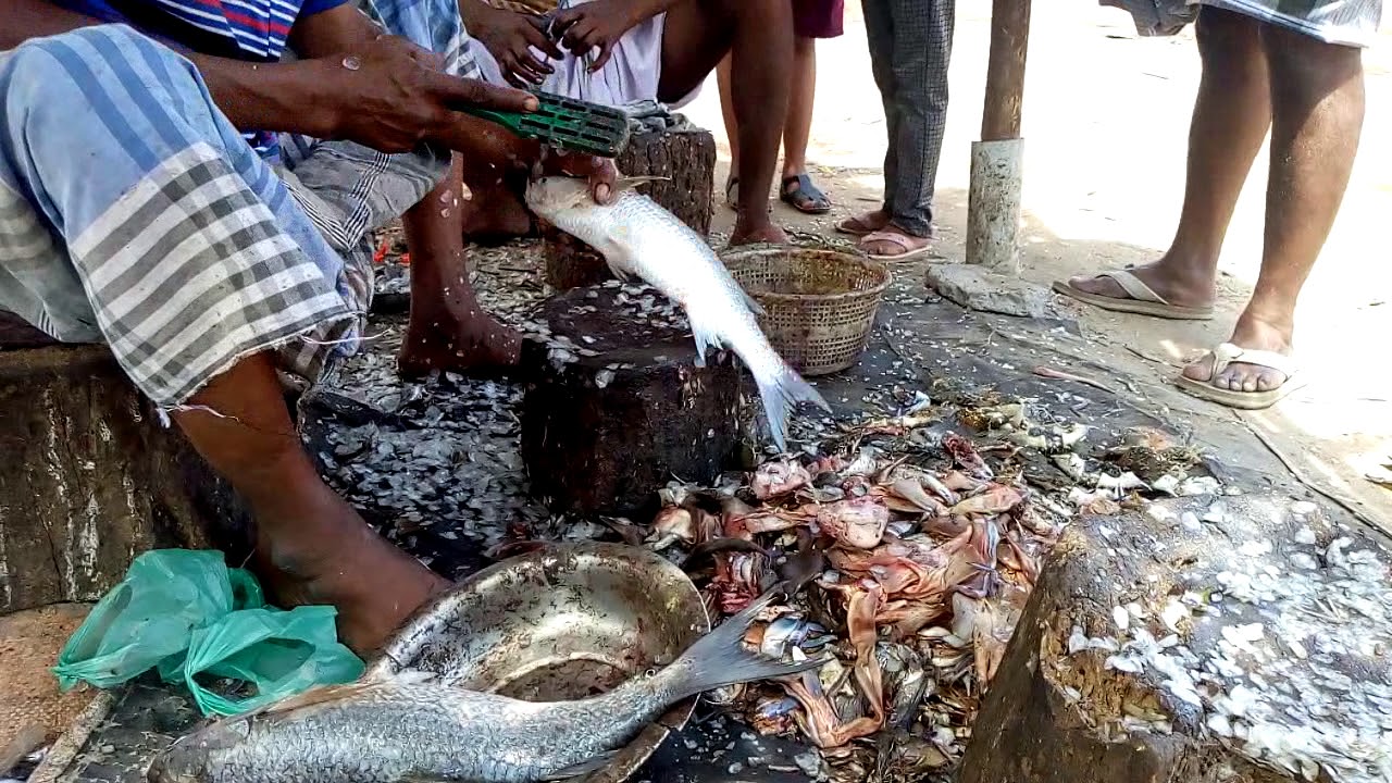 Manalai / Seraya Fish cutting மணலை மீன் சுத்தம் செய்யும் முறை - YouTube