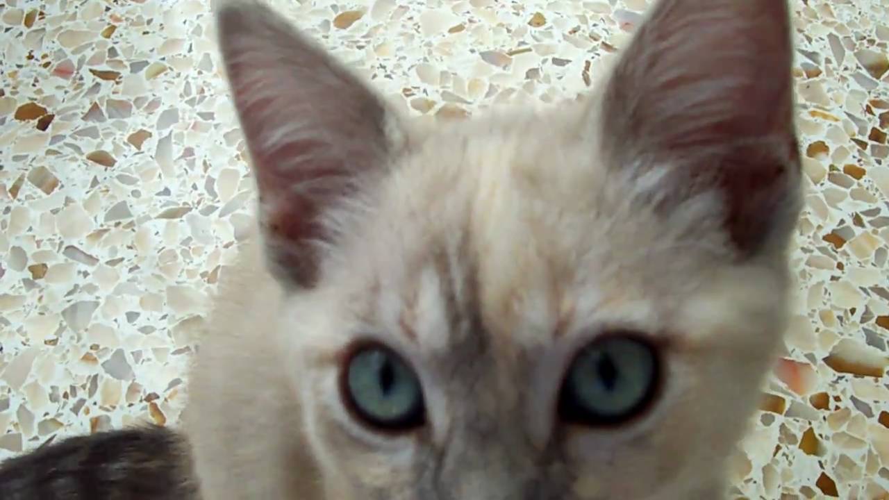 Beautiful Siamese/Lynx Mix - YouTube