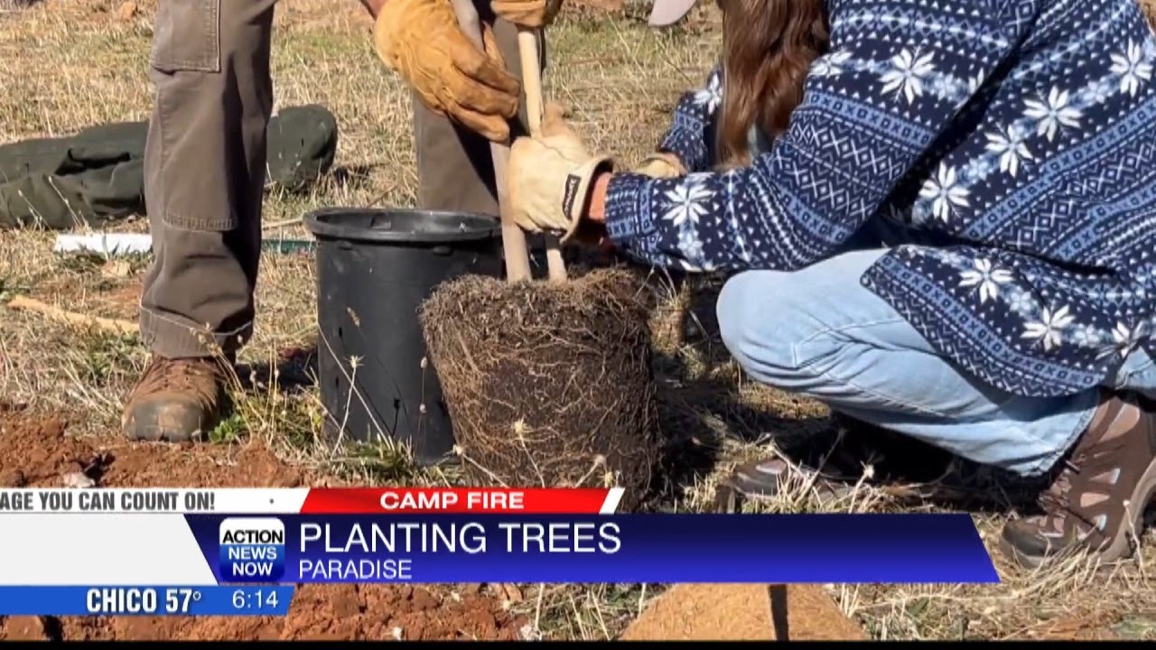 Volunteers plant over 200 trees in Paradise this weekend - YouTube