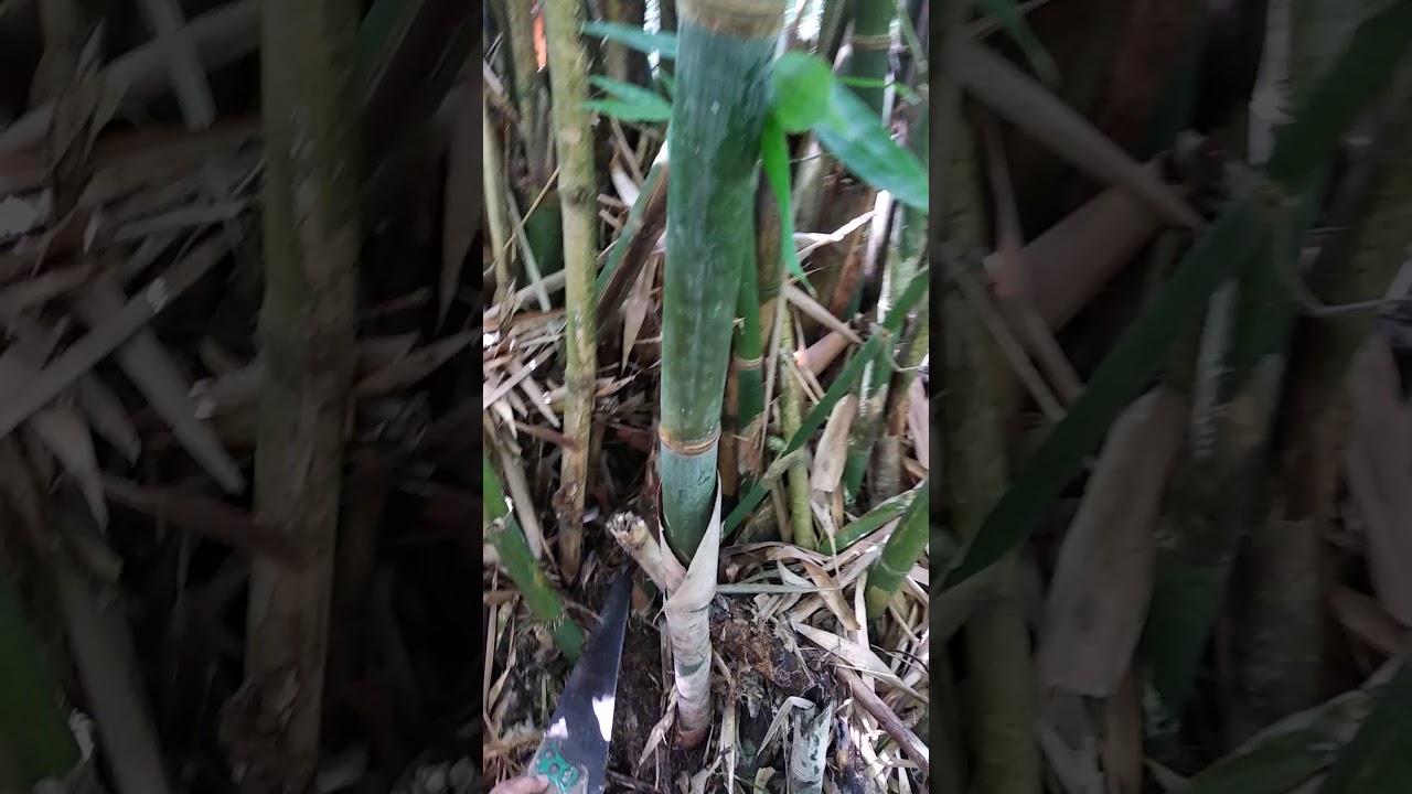 Bambu bertuah...tumbuh dengan menembus batang yang telah terpotong ...