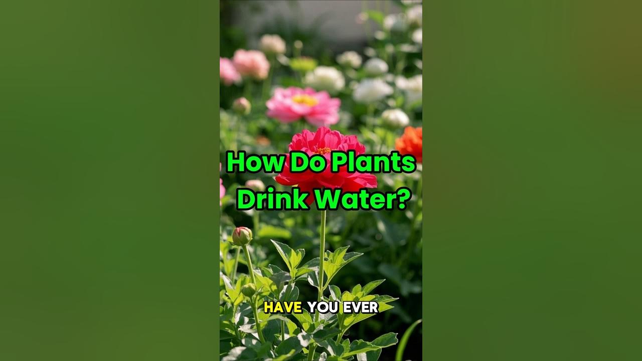 How Do Plants Drink Water Quick Science Explained #minisciexplains # ...