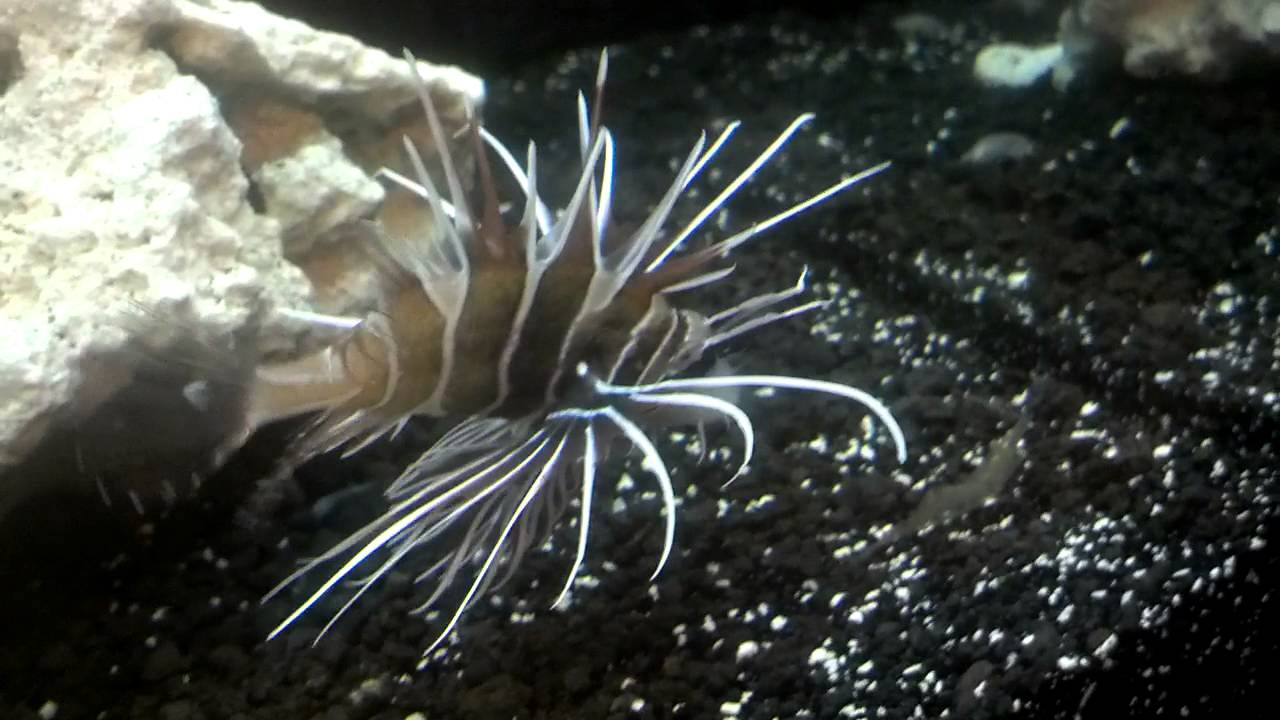 Radiata Lionfish eating ghost shrimp - YouTube