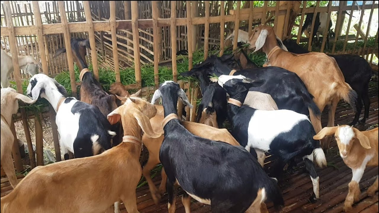 Goat Farming business | Agribusiness | Anglo nubian and upgraded goats ...