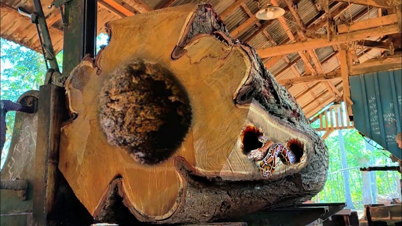 Sturdy, hard giant acacia is prized handsomely at sawmill sites - YouTube
