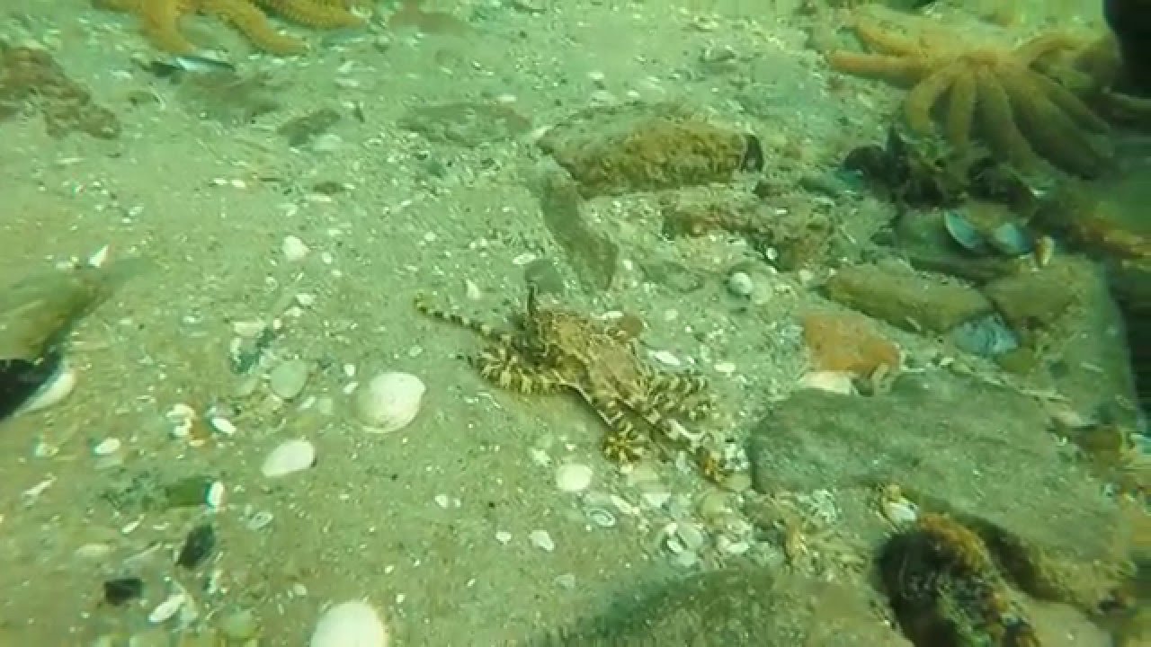 Southern blue-ringed octopus at Mordialloc Pier, Port Phillip Bay - YouTube