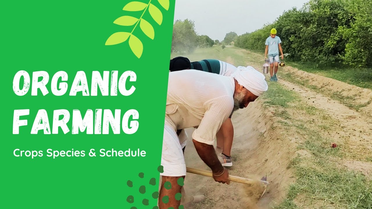 Organic Farming | Thar Natural Farm - YouTube