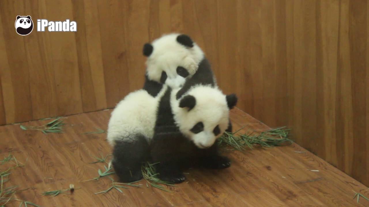 A collection of cute panda balls! - YouTube
