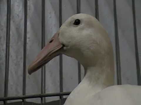 dutch hookbill duck - YouTube