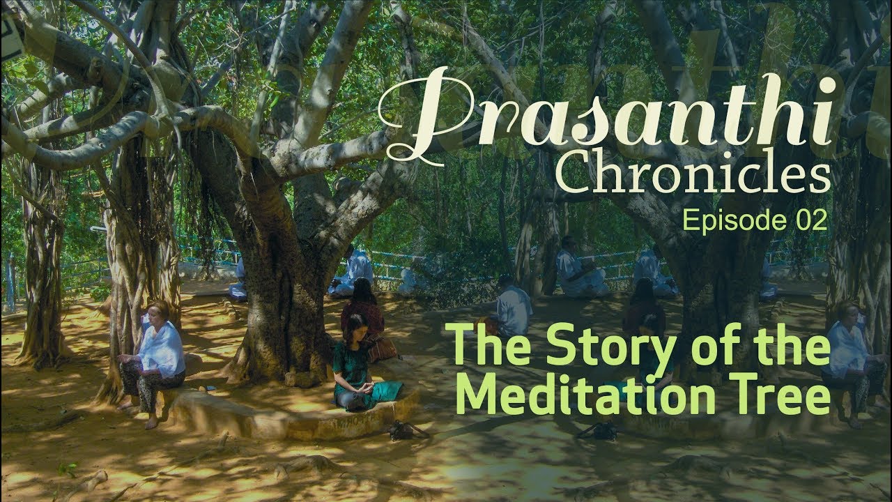 The Story of The Meditation Tree at Puttaparthi - Prasanthi Chronicles ...