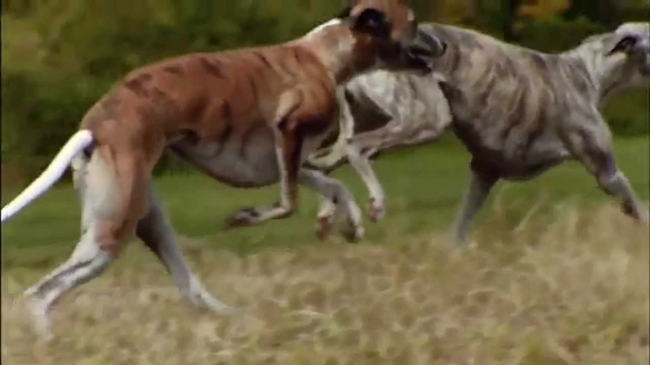 Wild Animals | Animal Planet | Wild Life Animals | animal fights 3 ...