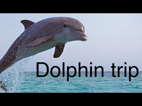 Lets go and see the DOLPHINS,,alcudia, Mallorca, Majorca. - YouTube