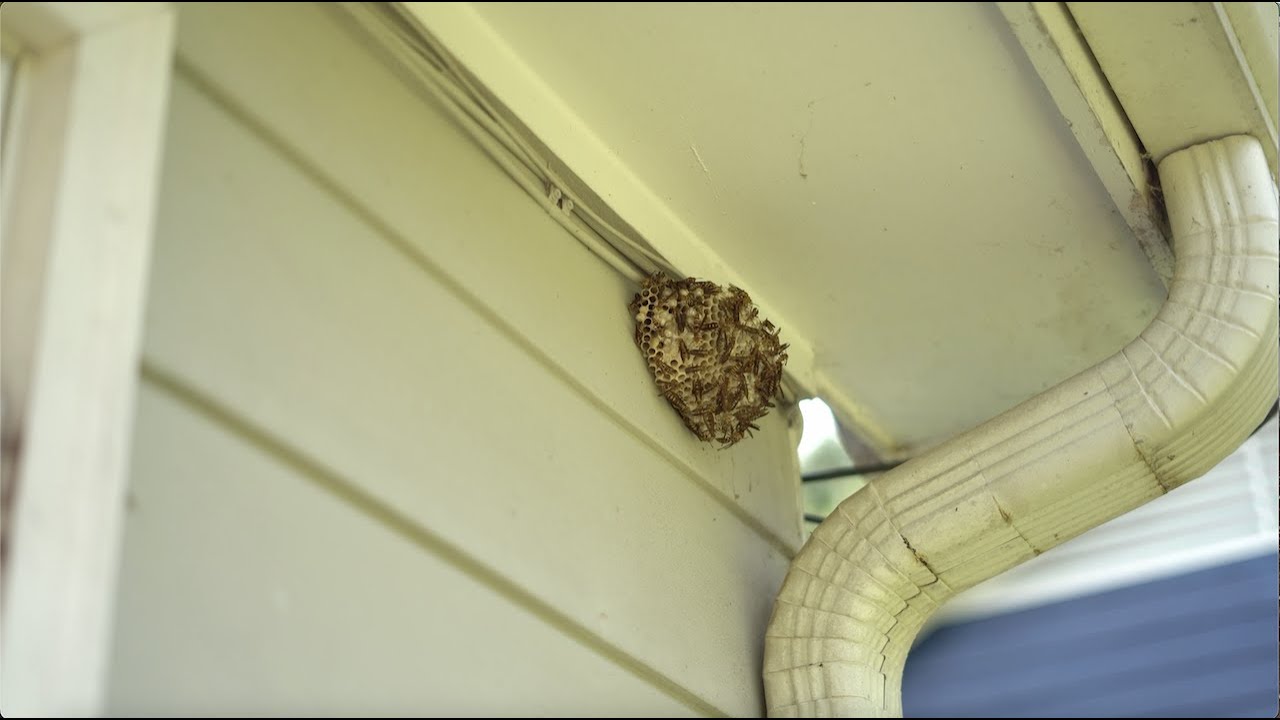 How to get rid of a Wasp Hive - YouTube